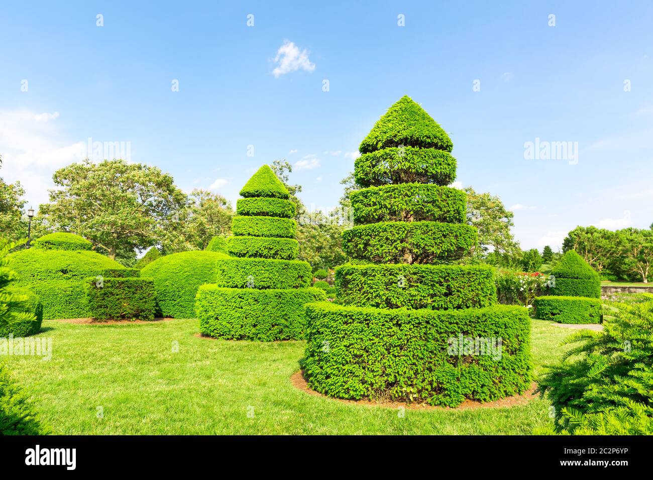 Trees trimmed in the shape of pyramids. Summer botanical garden Stock ...