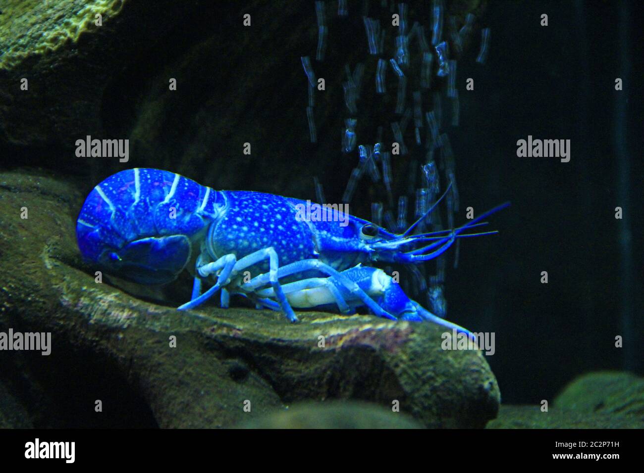 Live Blue Crawfish
