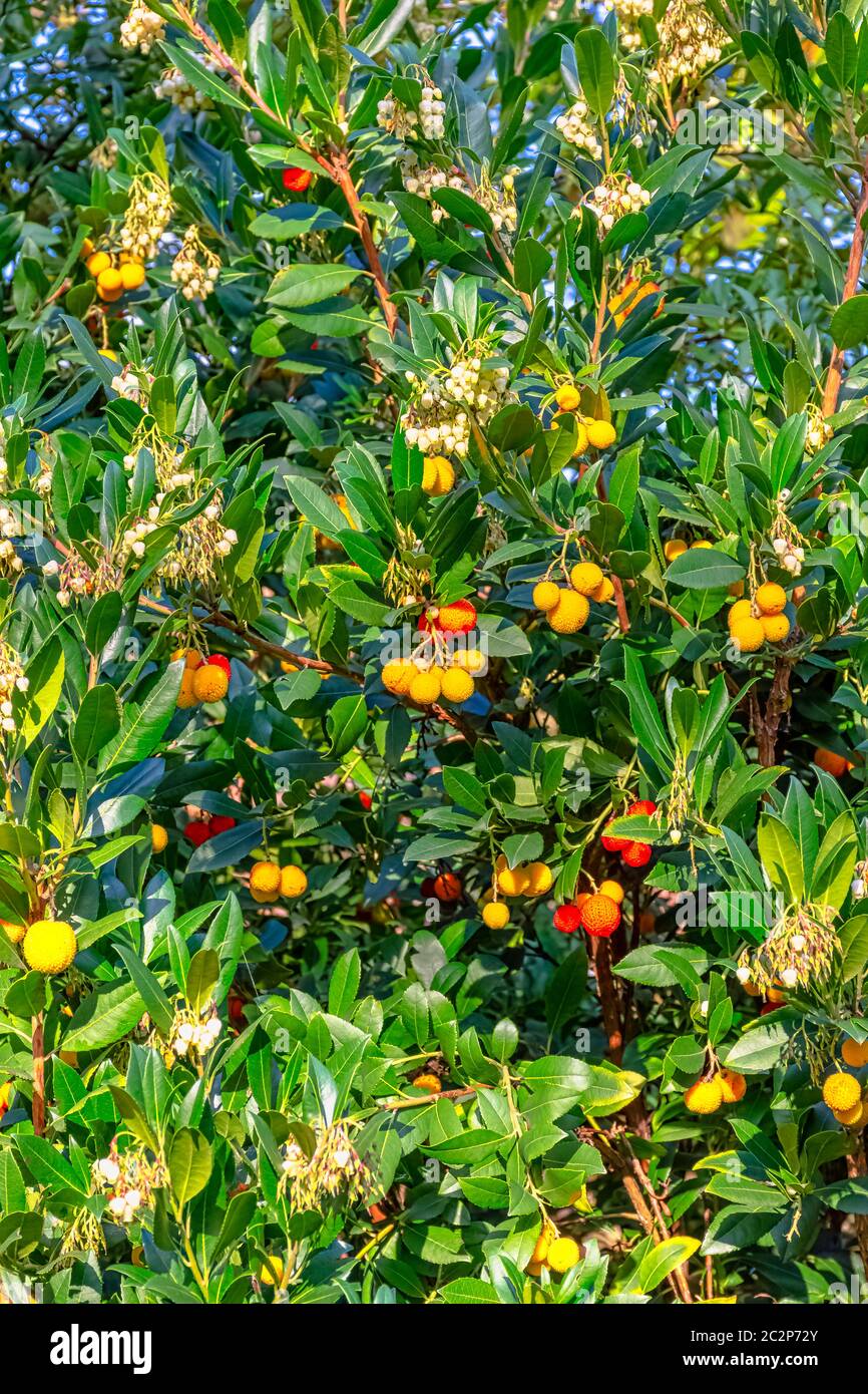 Arbutus unedo is an evergreen shrub or small tree in the family ...