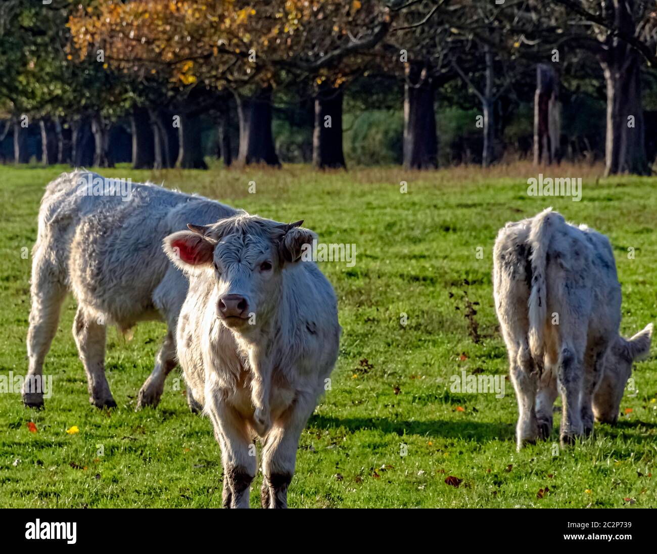 British white bull hi-res stock photography and images - Alamy