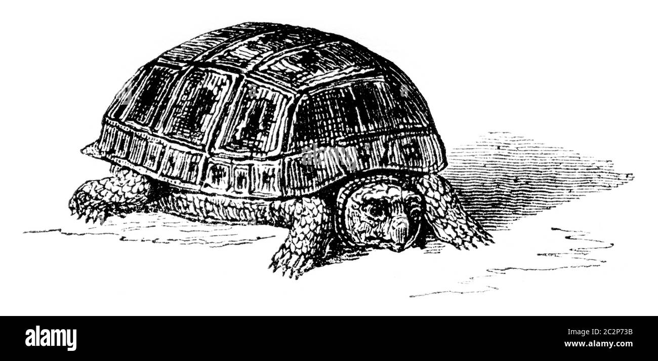 Moorish tortoise Black and White Stock Photos & Images - Alamy