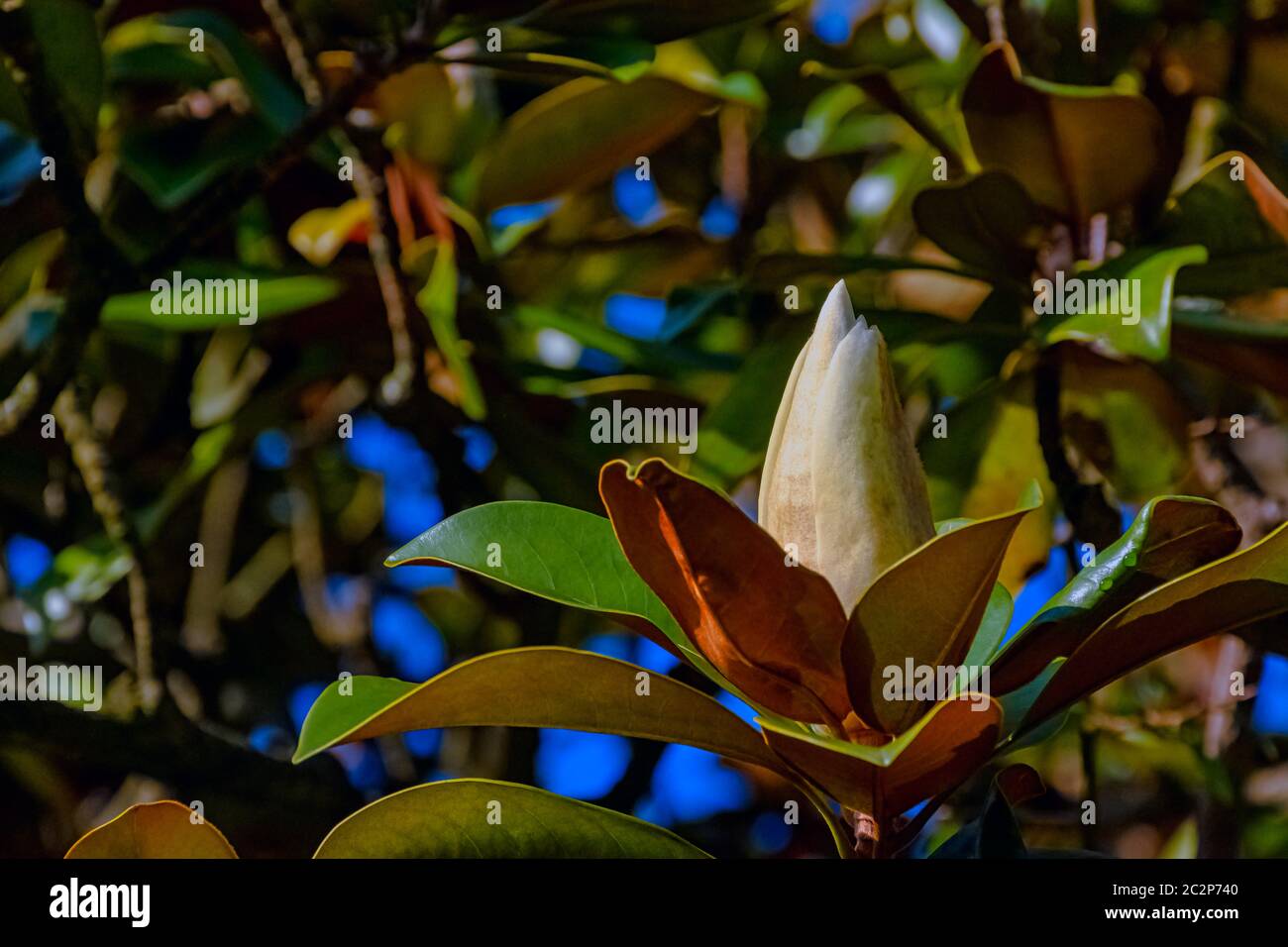 Magnolia doltsopa known as temple magnolia, sweet michelia, michelia ...