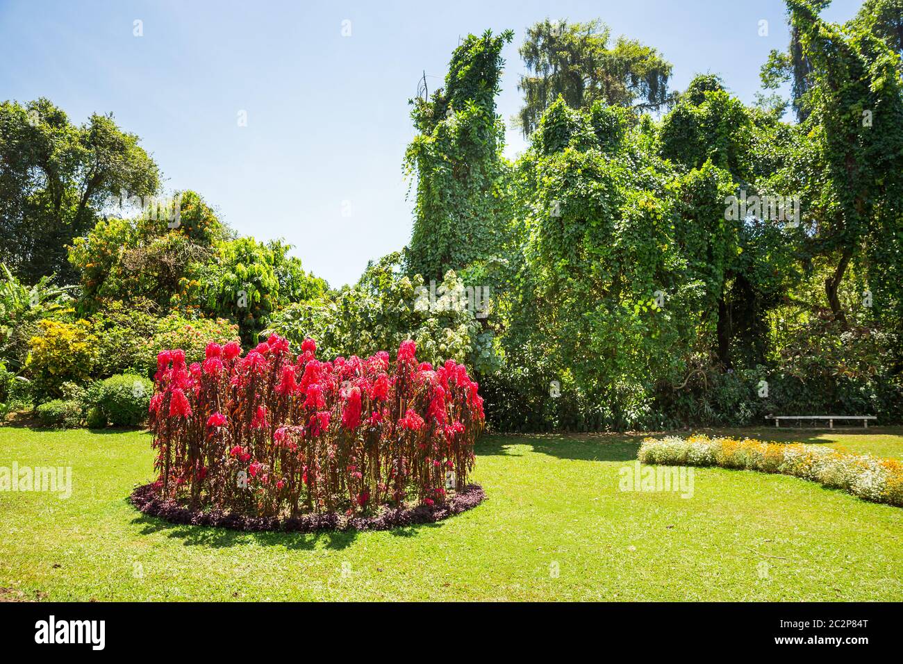 Nature and plants in tropical park, Sri Lanka. Ceylon landscape Stock ...