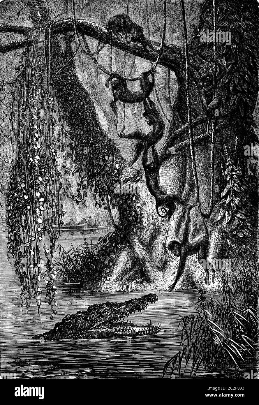 Vintage illustration of alligator hunting hi-res stock photography and ...