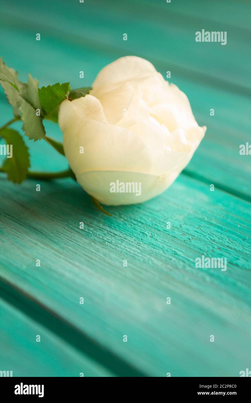 Teal rose hi-res stock photography and images - Alamy