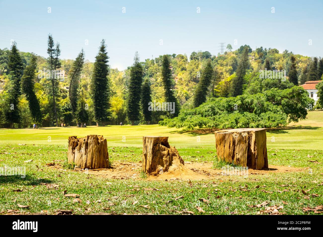 Three Stumps High Resolution Stock Photography and Images - Alamy