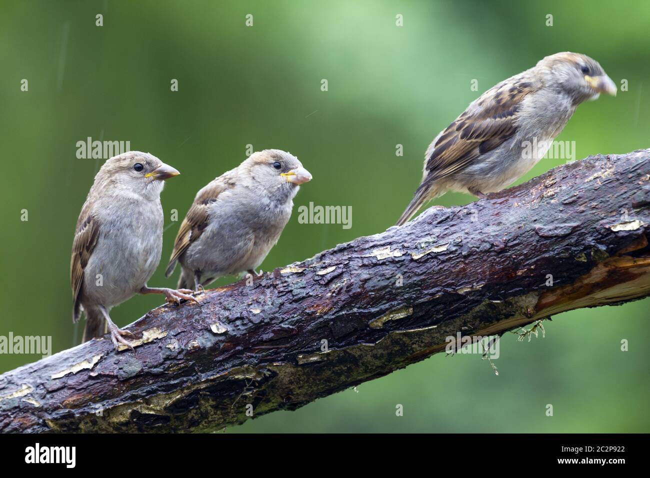 Immature house sparrow hi-res stock photography and images - Alamy