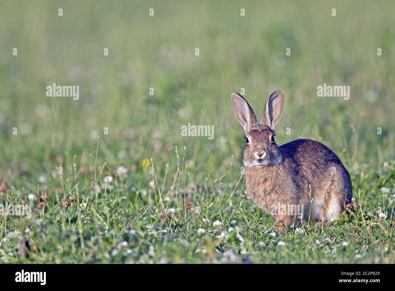 Real rabbit hi-res stock photography and images - Alamy