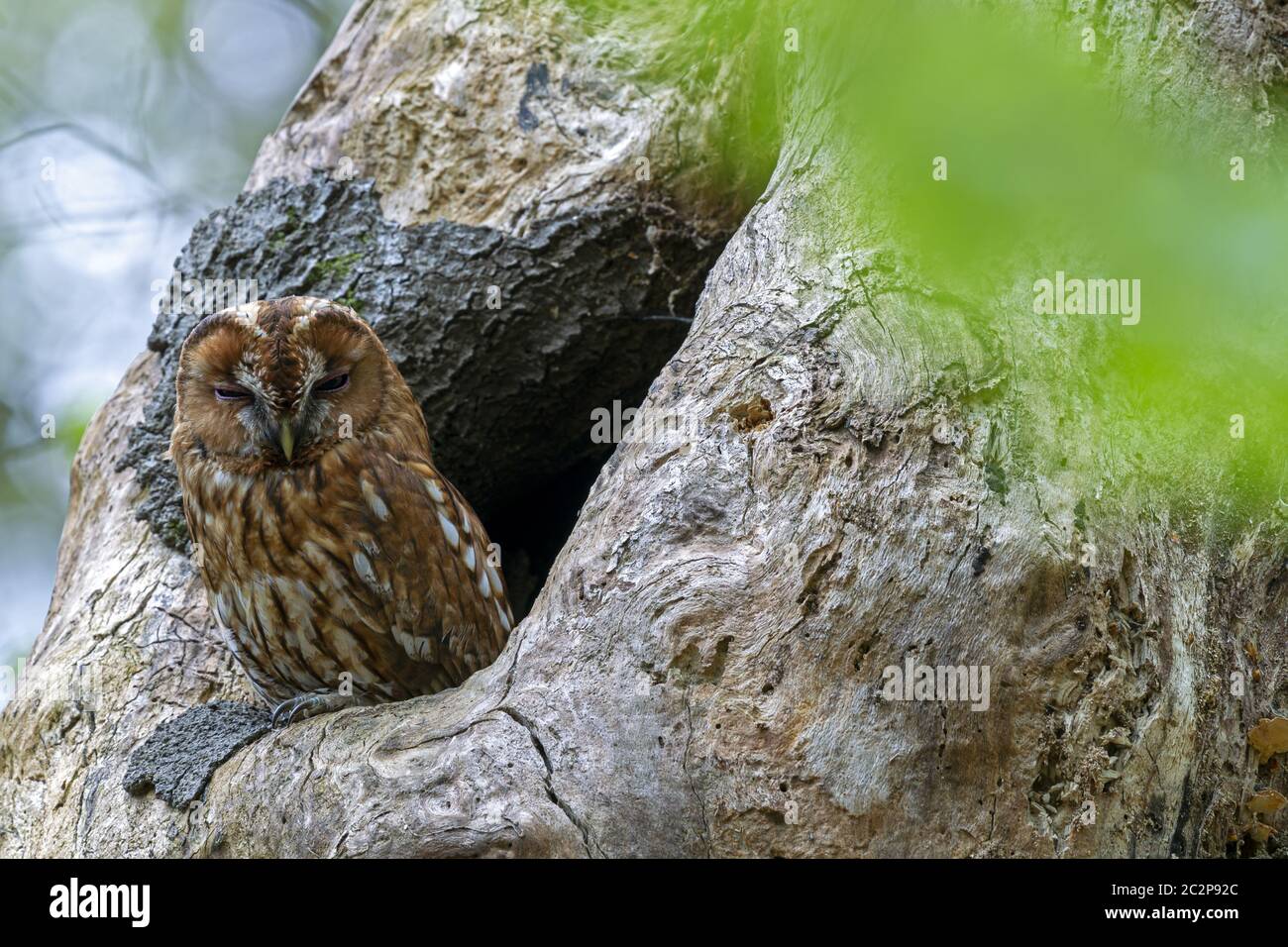 Tawny Owl in front of his tree hole Stock Photo - Alamy