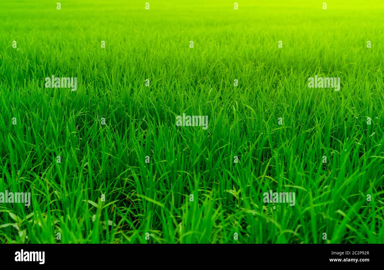 Rice plantation. Green rice paddy field. Organic rice farm in asia ...