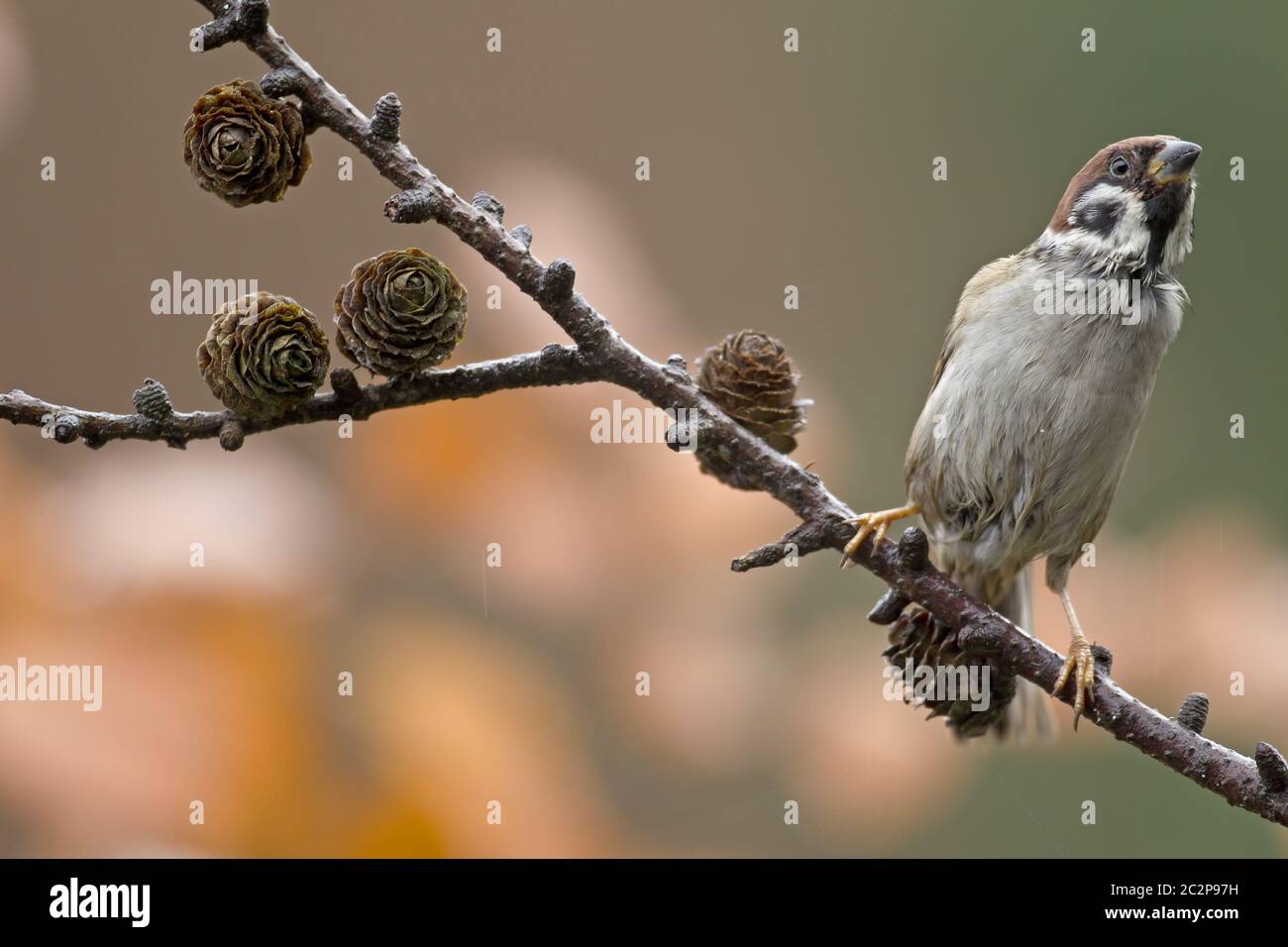 Eurasian Tree Sparrow Stock Photo - Alamy