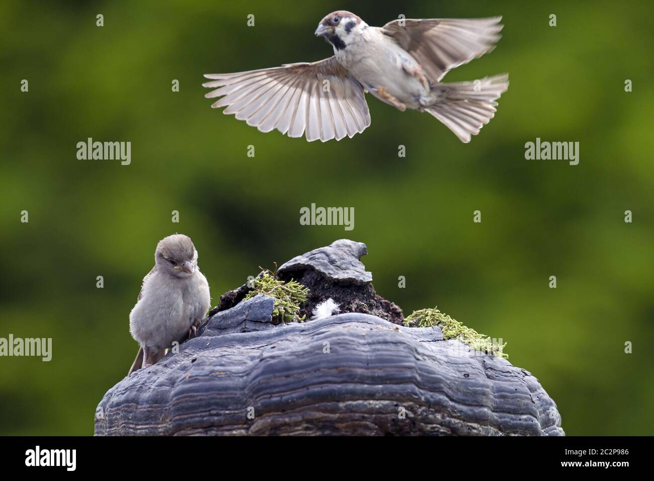 House Sparow and Eurasian Tree Sparrow Stock Photo - Alamy