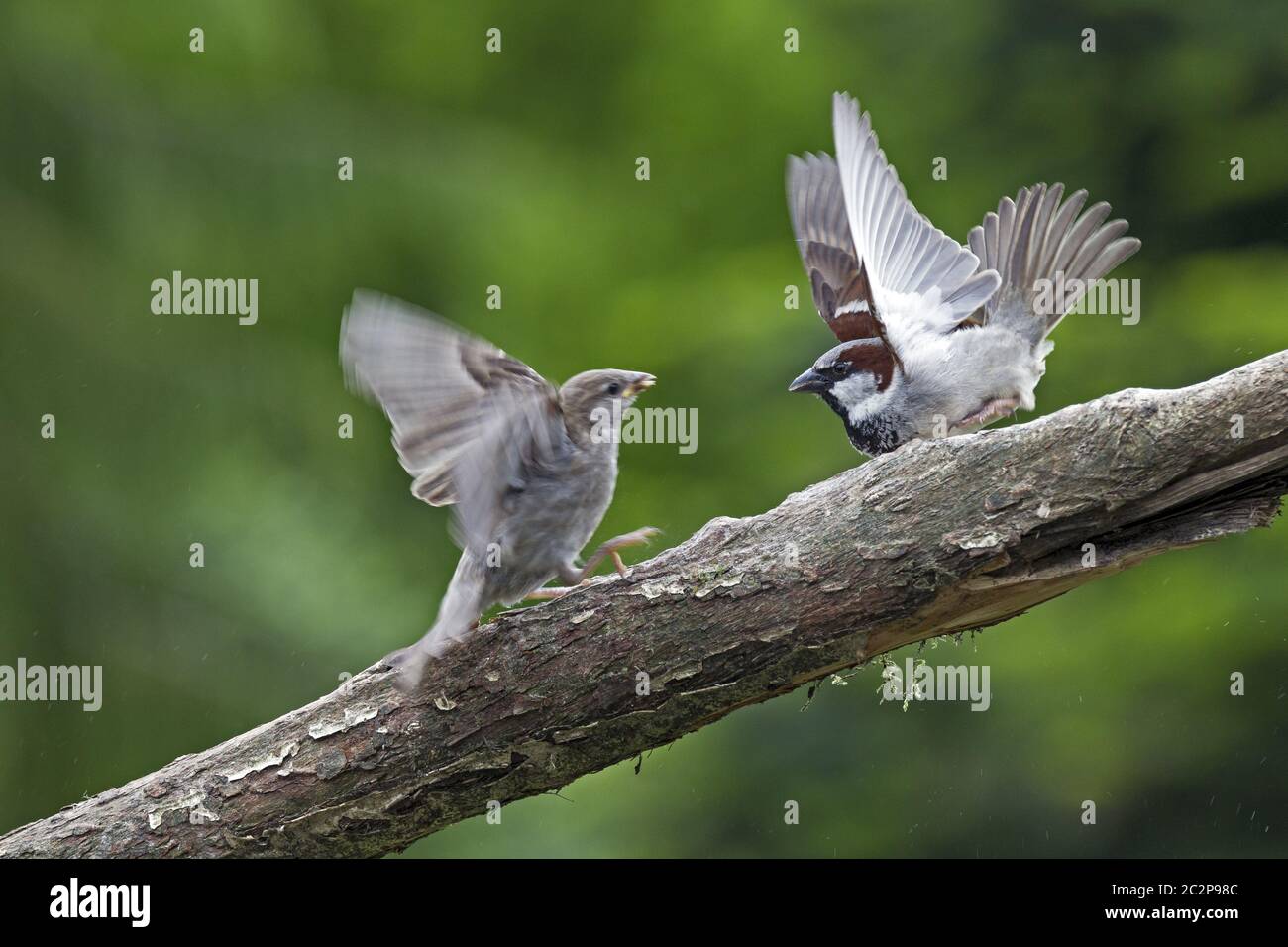 Male house sparrow fight hi-res stock photography and images - Alamy