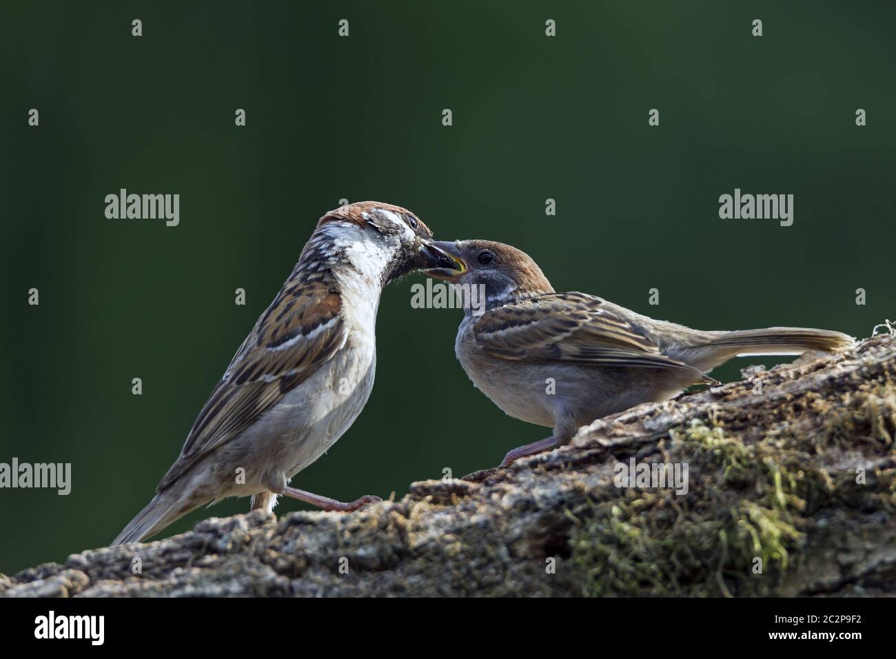 Eurasian Tree Sparrow Bird Feeds Hi Res Stock Photography And Images