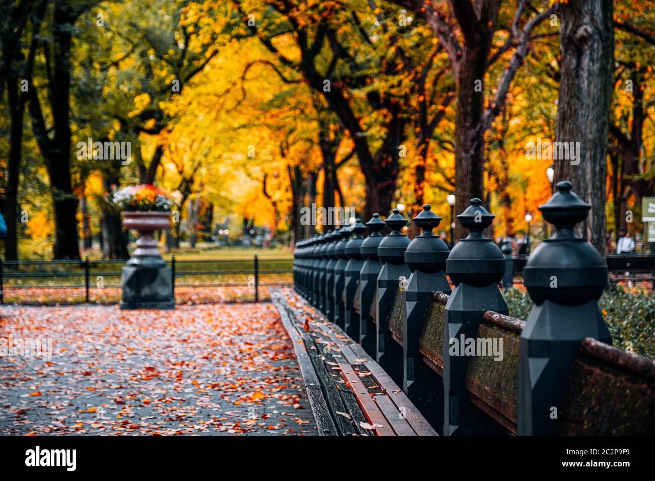 Fall foliage color of Central Park in Manhattan Stock Photo - Alamy