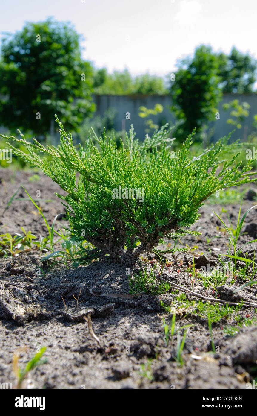 Evergreen round spherical Ilex crenata Convexa or Japanese Holly shrub ...