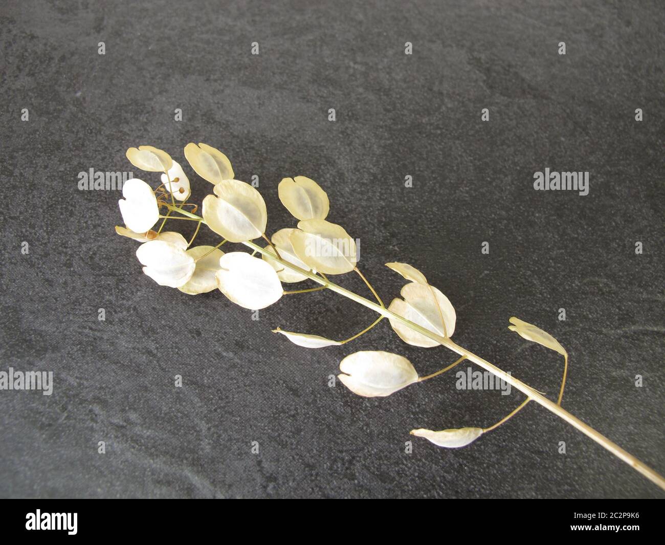 Winged seed pods hi-res stock photography and images - Alamy