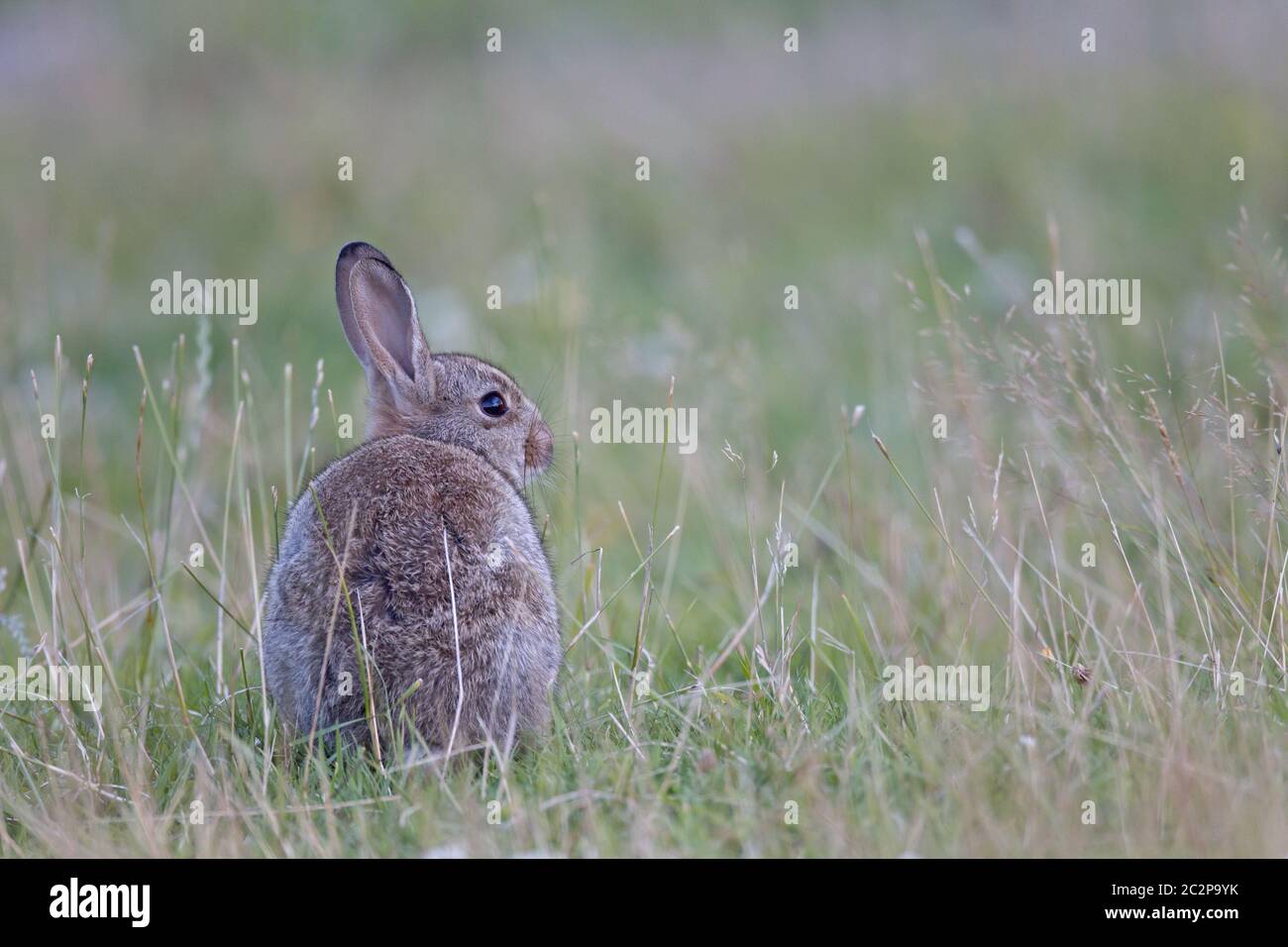 Rabbit kit hi-res stock photography and images - Alamy