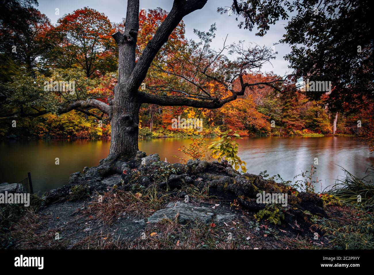 Fall foliage color of Central Park in Manhattan Stock Photo - Alamy