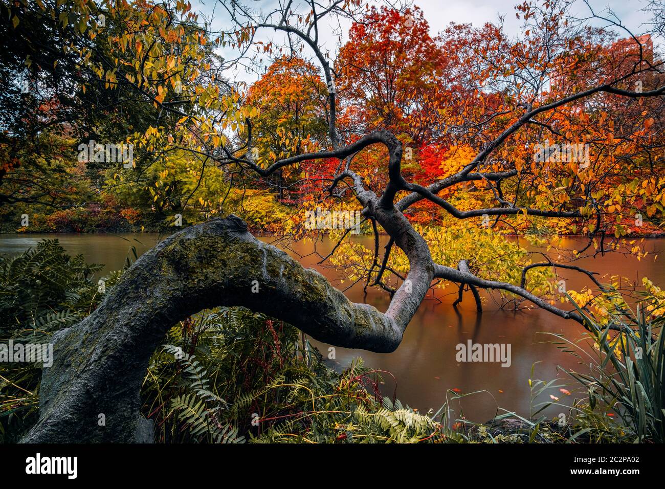 Fall foliage color of Central Park in Manhattan Stock Photo - Alamy