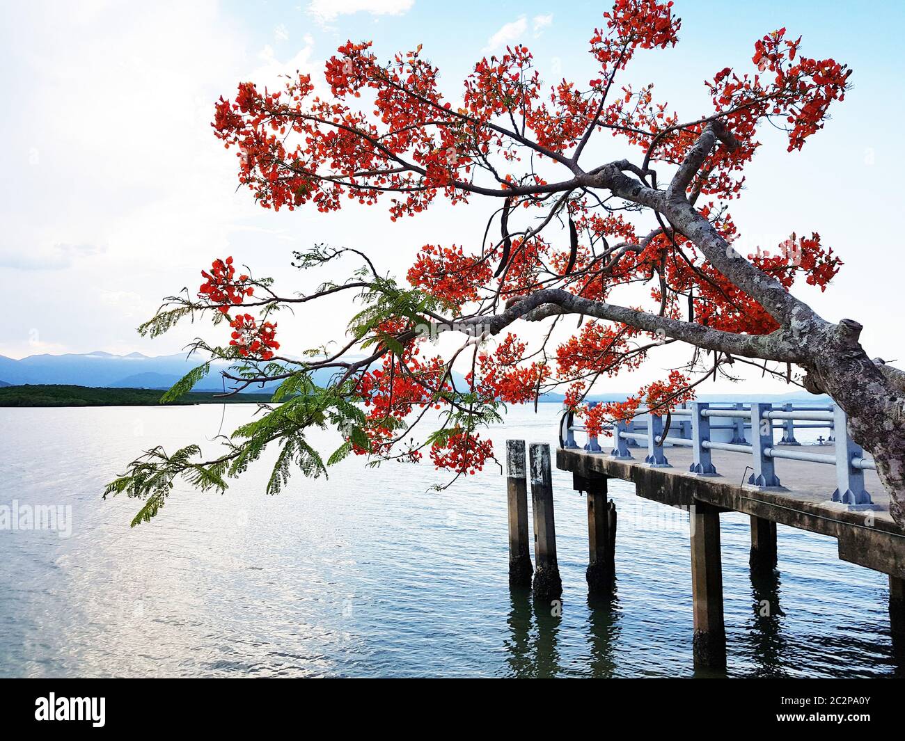 Port Douglas Poinciana Tree Stock Photo - Alamy