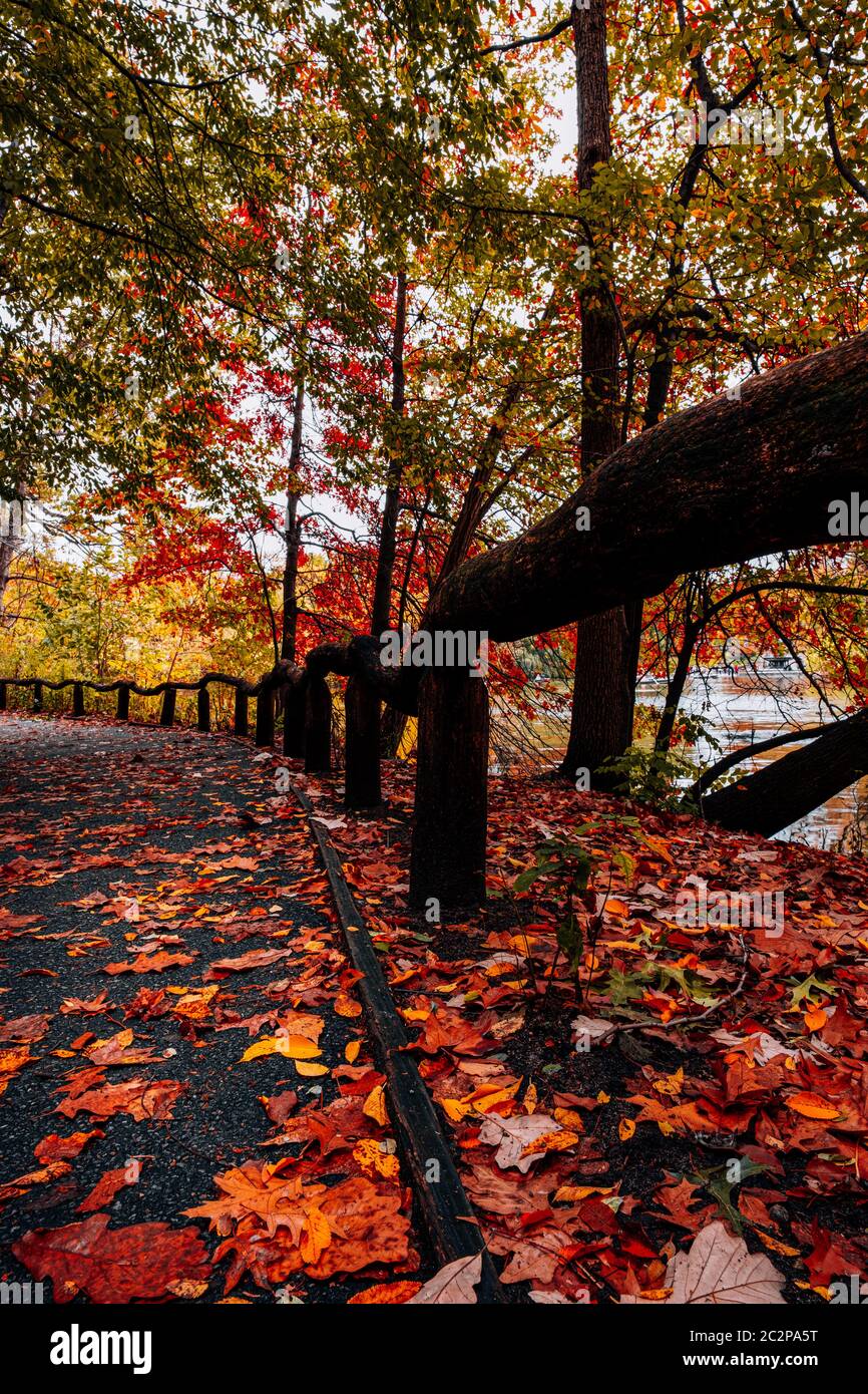 Fall foliage color of Central Park in Manhattan Stock Photo - Alamy