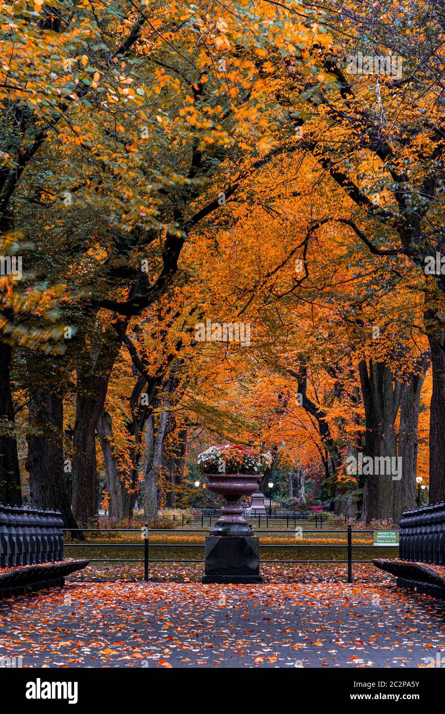 Fall foliage color of Central Park in Manhattan Stock Photo - Alamy