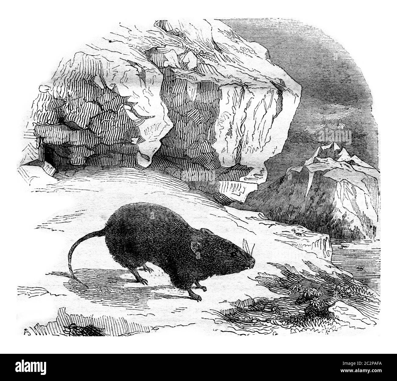 Meadow Vole Drawing