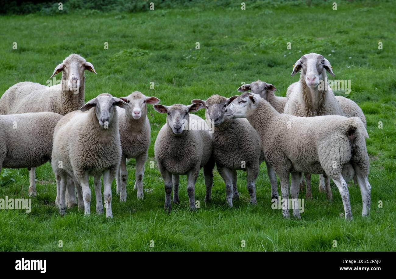 Sheep (Ovis) in a meadow Stock Photo - Alamy