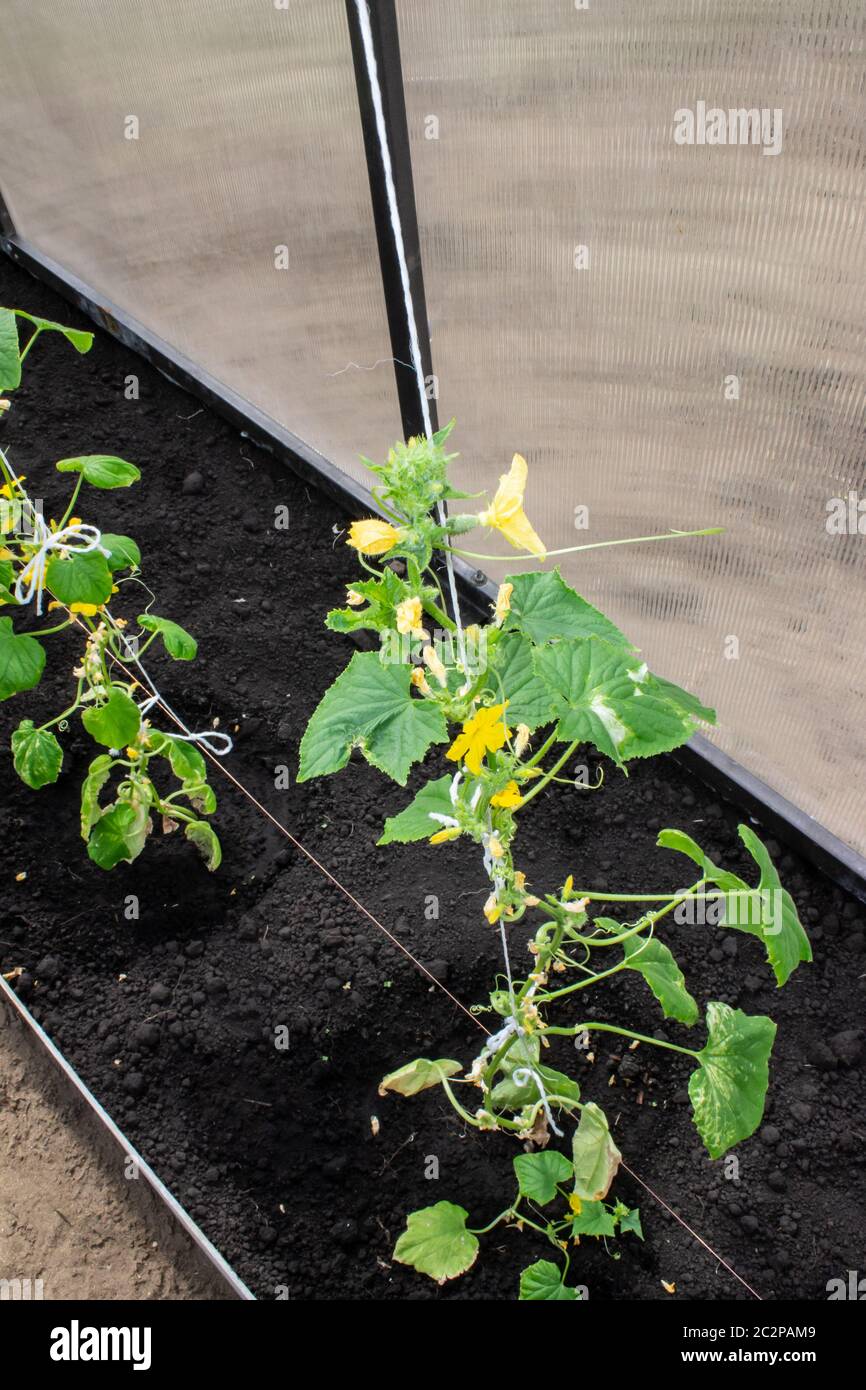 Photos flowering cucumber closeup spring Stock Photo - Alamy