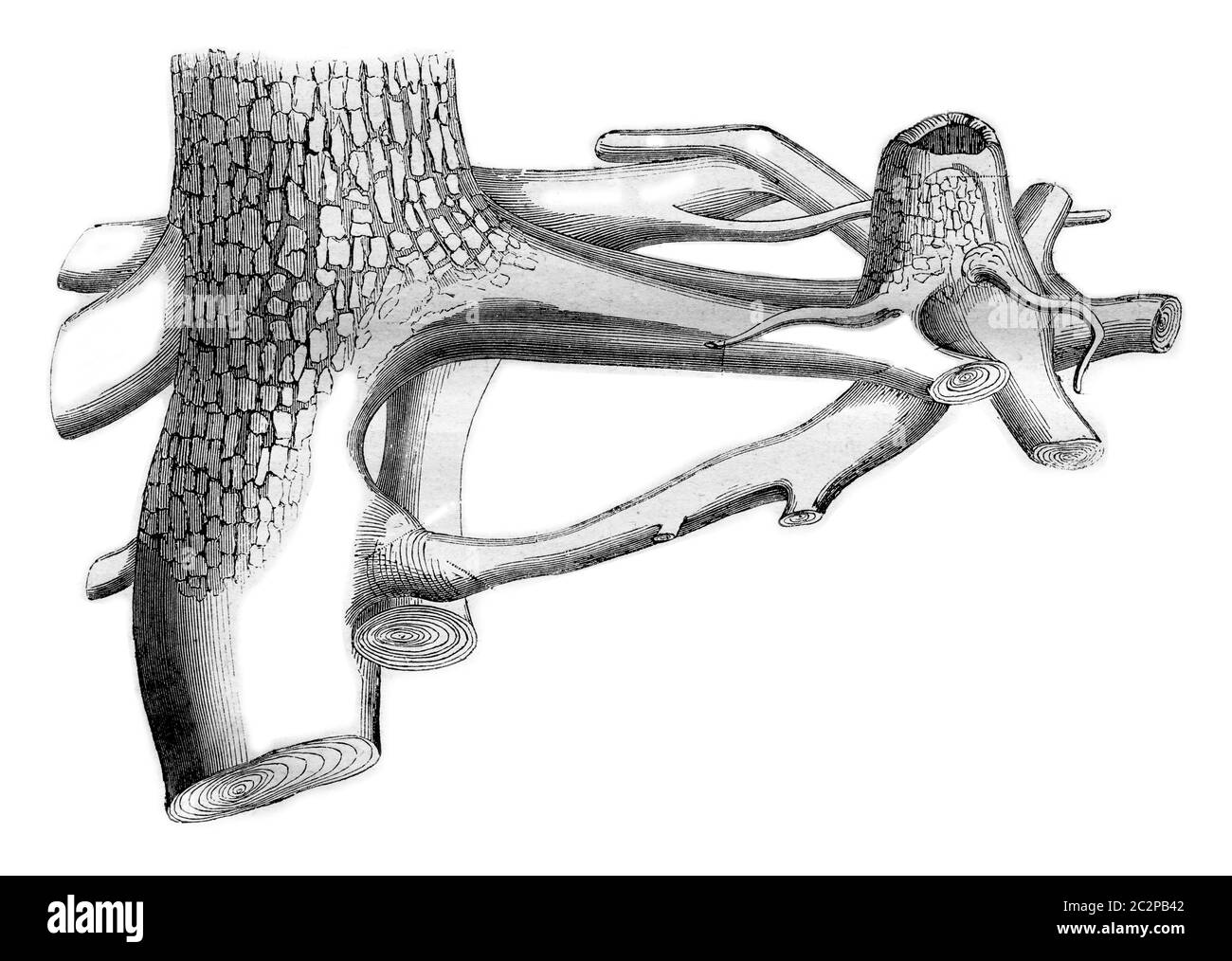 Etching tree roots hi-res stock photography and images - Alamy