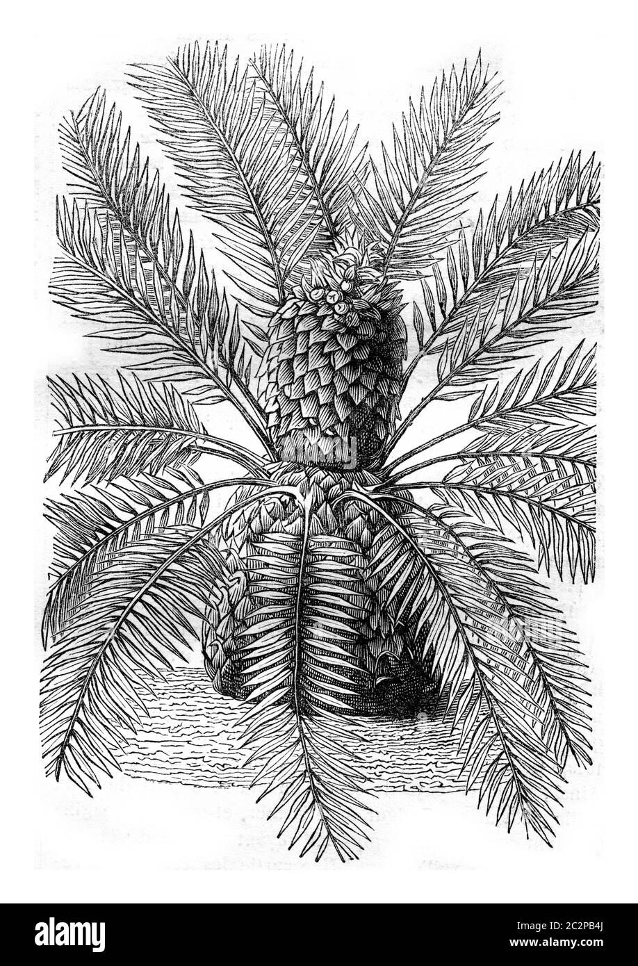Cycads Drawing