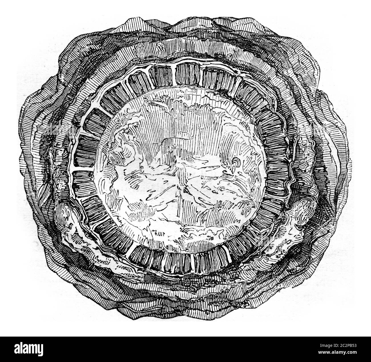 Tree cross section drawing hi-res stock photography and images - Alamy