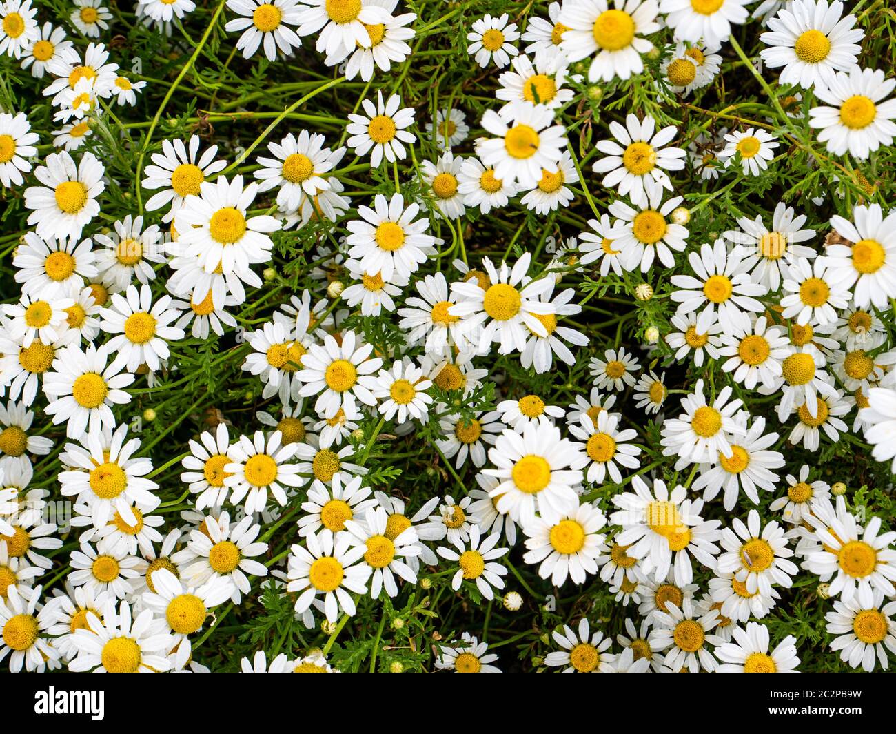 Field of white wildflowers daisies on a summer day Stock Photo - Alamy