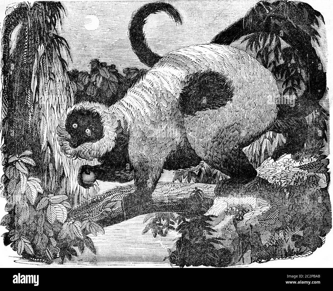 Vintage engraving tree ring hi-res stock photography and images - Alamy