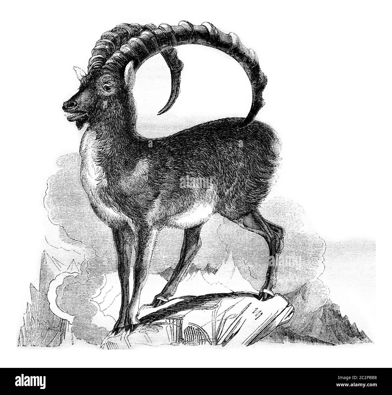 1836 Species High Resolution Stock Photography and Images - Alamy