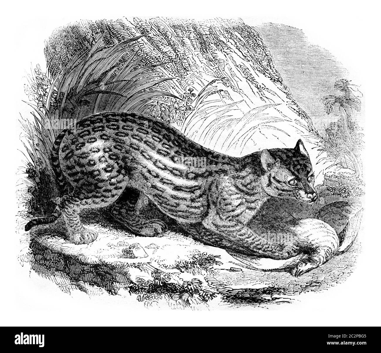 Ocelot drawing hi-res stock photography and images - Alamy