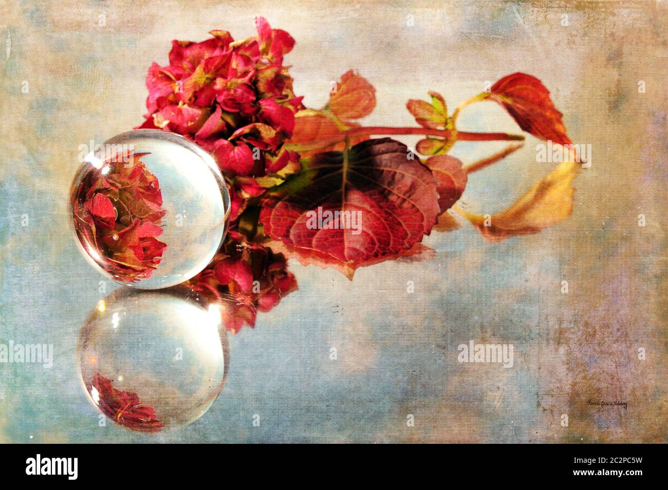 How fascinating the hydrangea is! It changes its color according to the ...