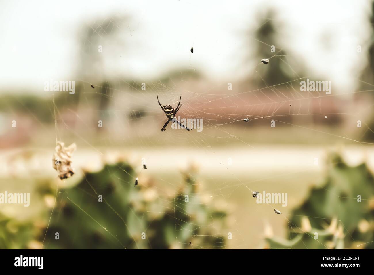 A Wolf Spider on spider web. Net spider web, cobweb insect background ...