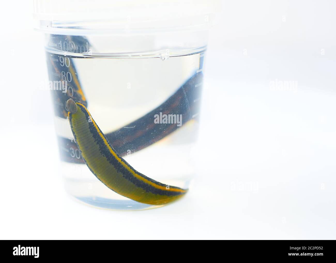 Hirudotherapy. Medical leeches in water before therapy Stock Photo - Alamy
