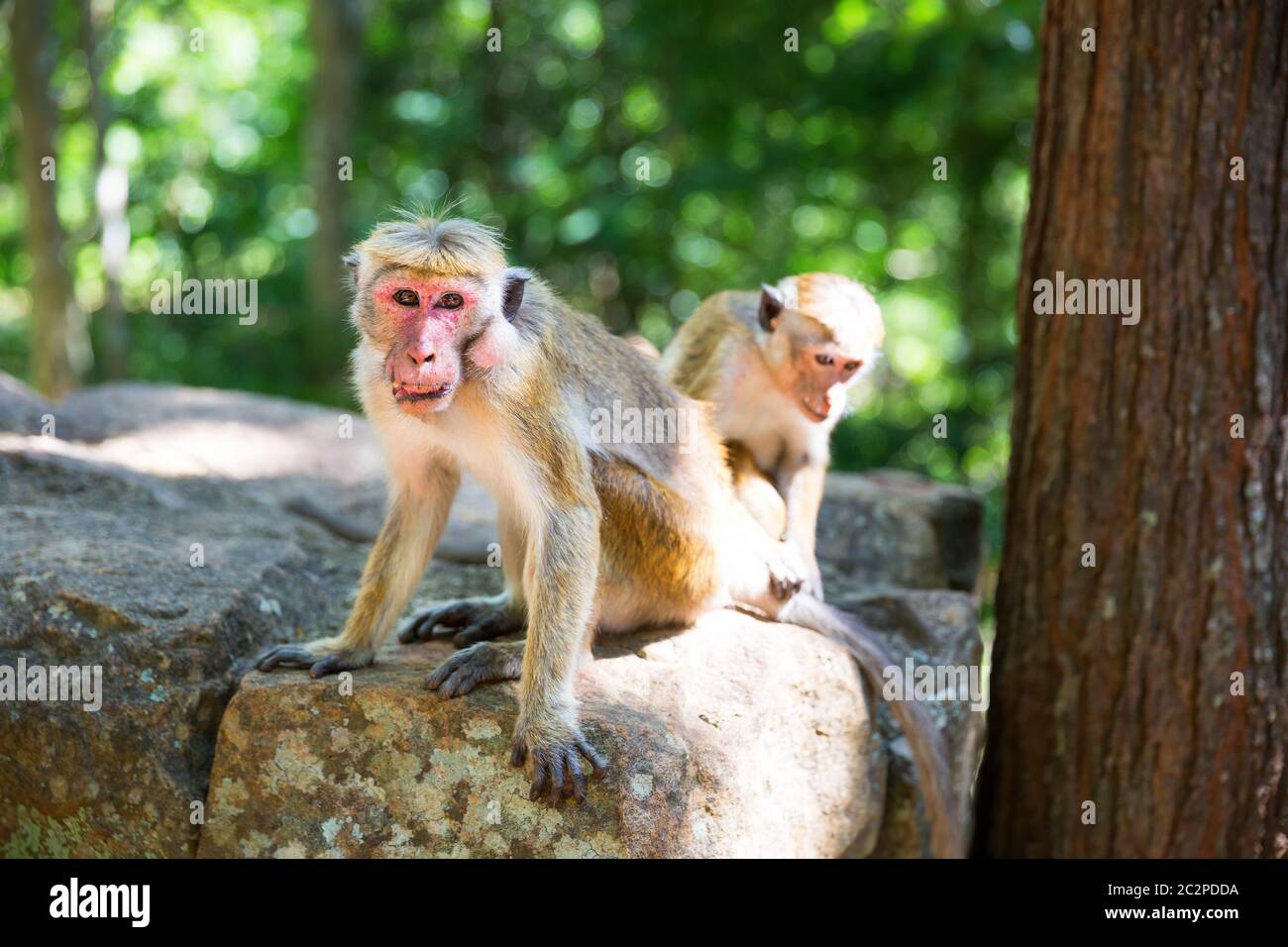 Monkeys sitting on the stone in old buddha temple on Ceylon. Macaques ...