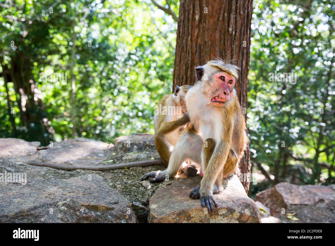Monkeys sitting on the stone in old buddha temple on Ceylon. Macaques ...