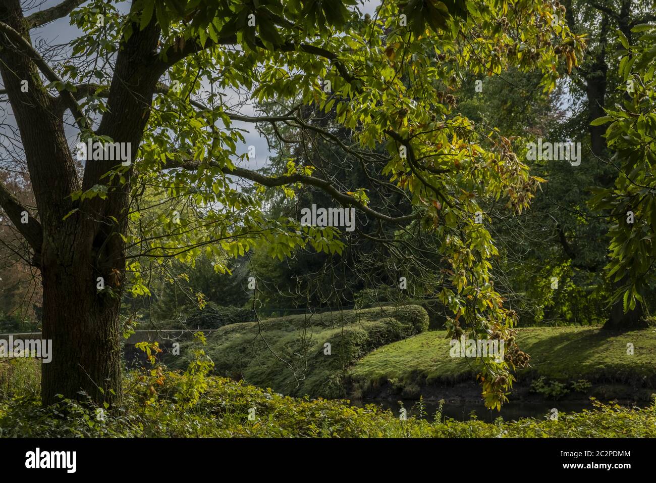 Edelkastanie hi-res stock photography and images - Alamy