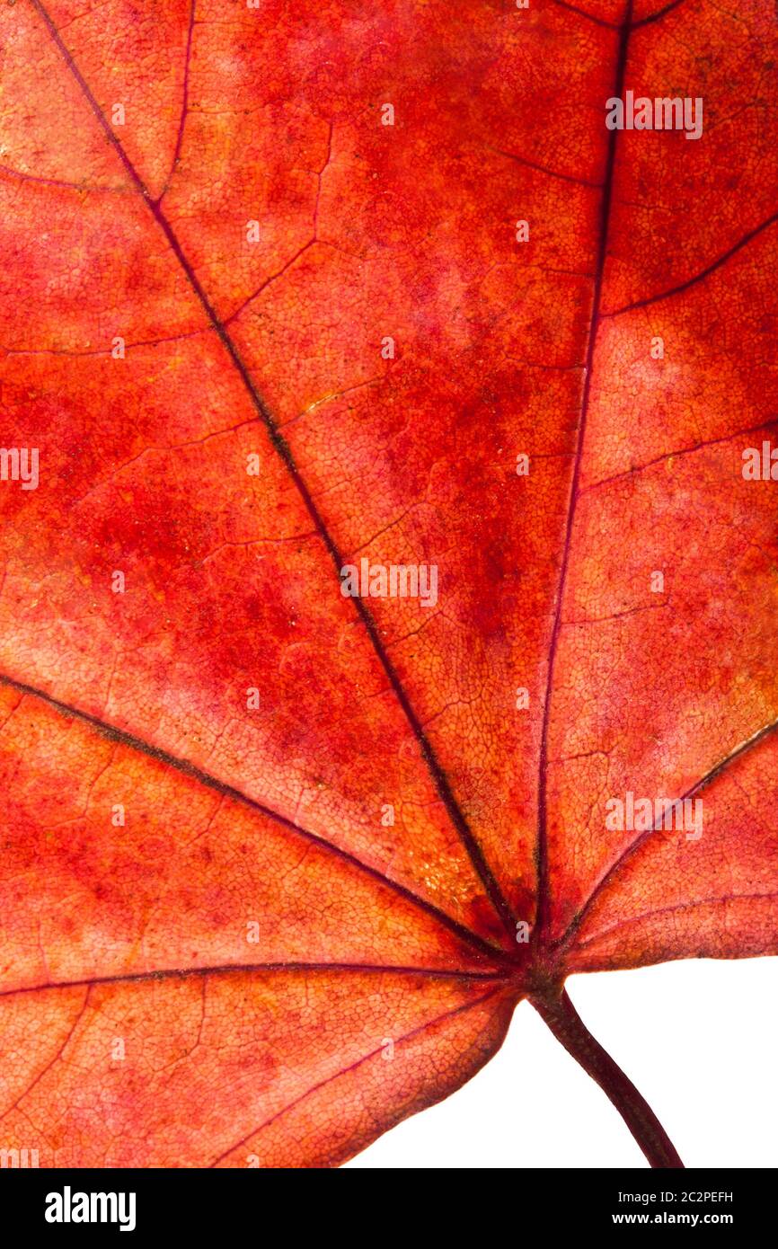 Big red maple leaf isolated on white Stock Photo - Alamy