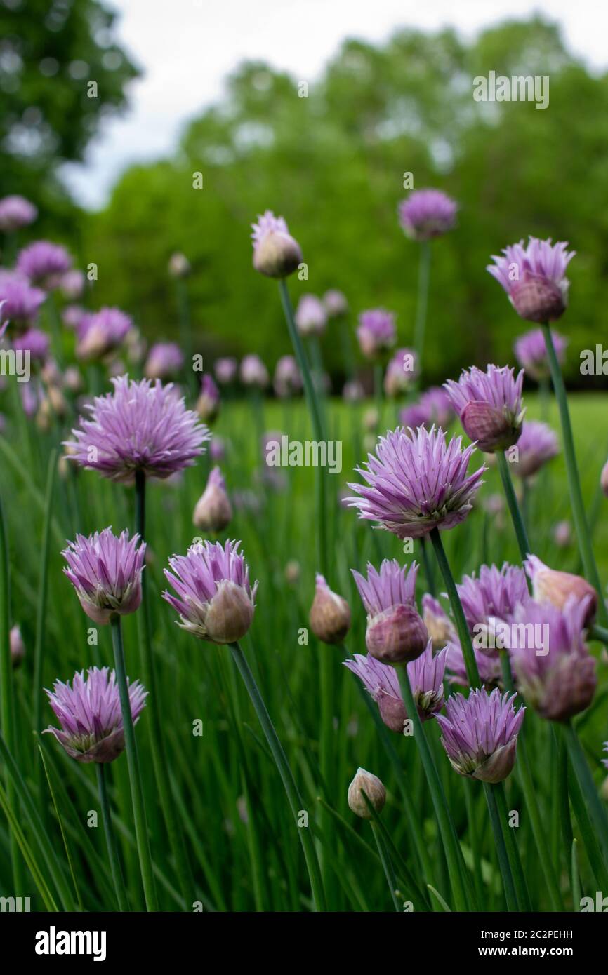 Landscape view of bright blooming purple chives (allium schoenoprasum ...