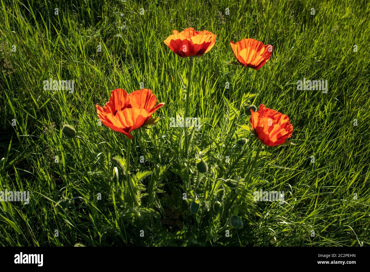 group of red poppy flowers Stock Photo - Alamy
