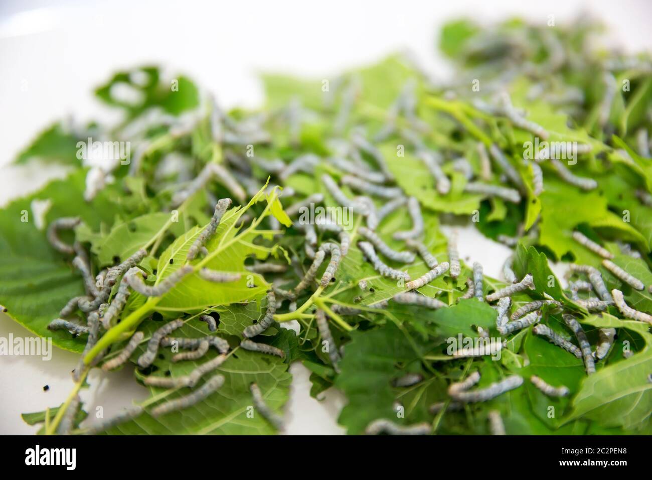 Silkworm larvae on mulberry leaves closeup. Silk industry on Ceylon Stock Photo - Alamy
