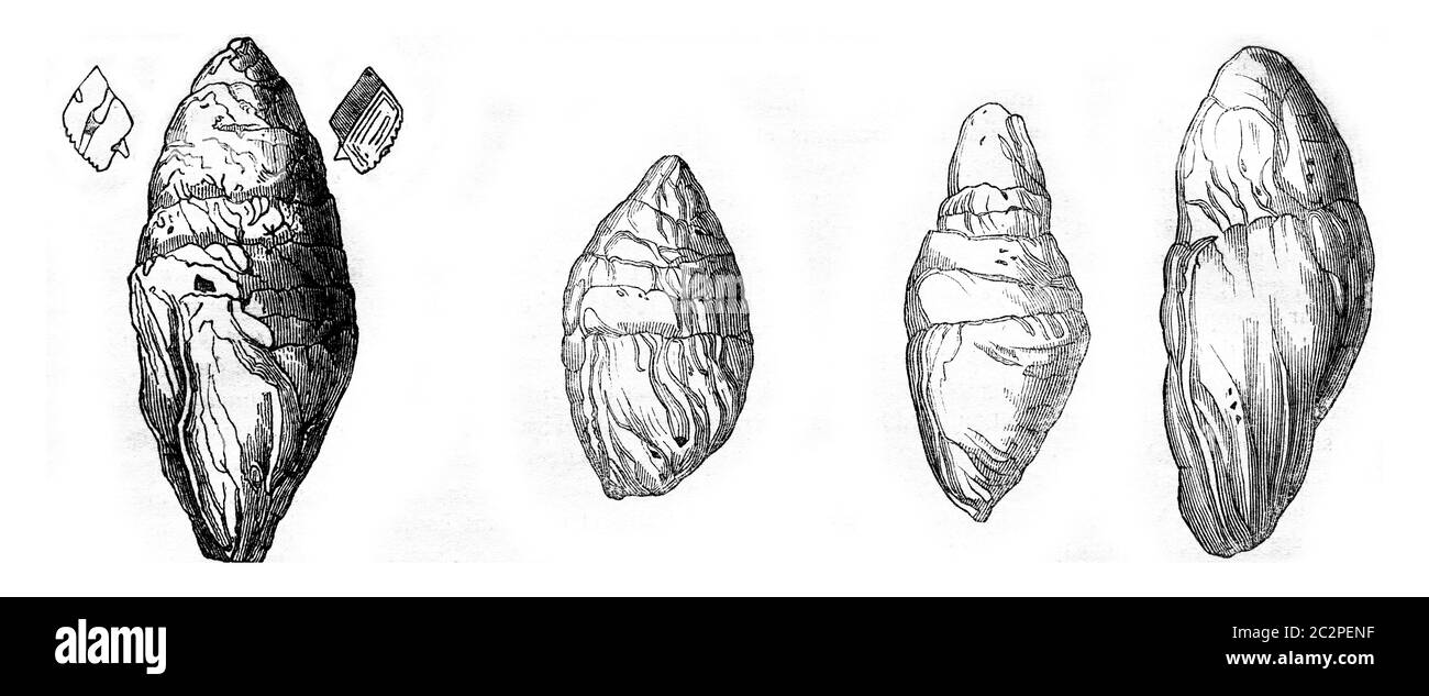 Coprolite hi-res stock photography and images - Alamy