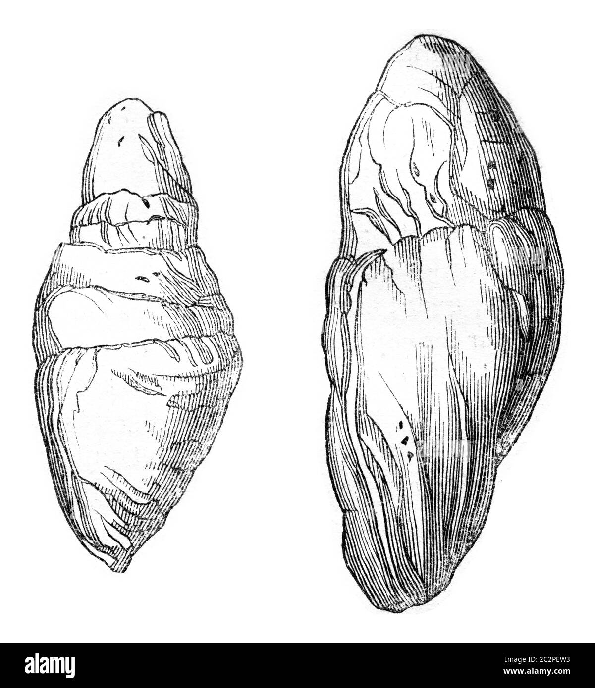 Coprolite fossil hi-res stock photography and images - Alamy