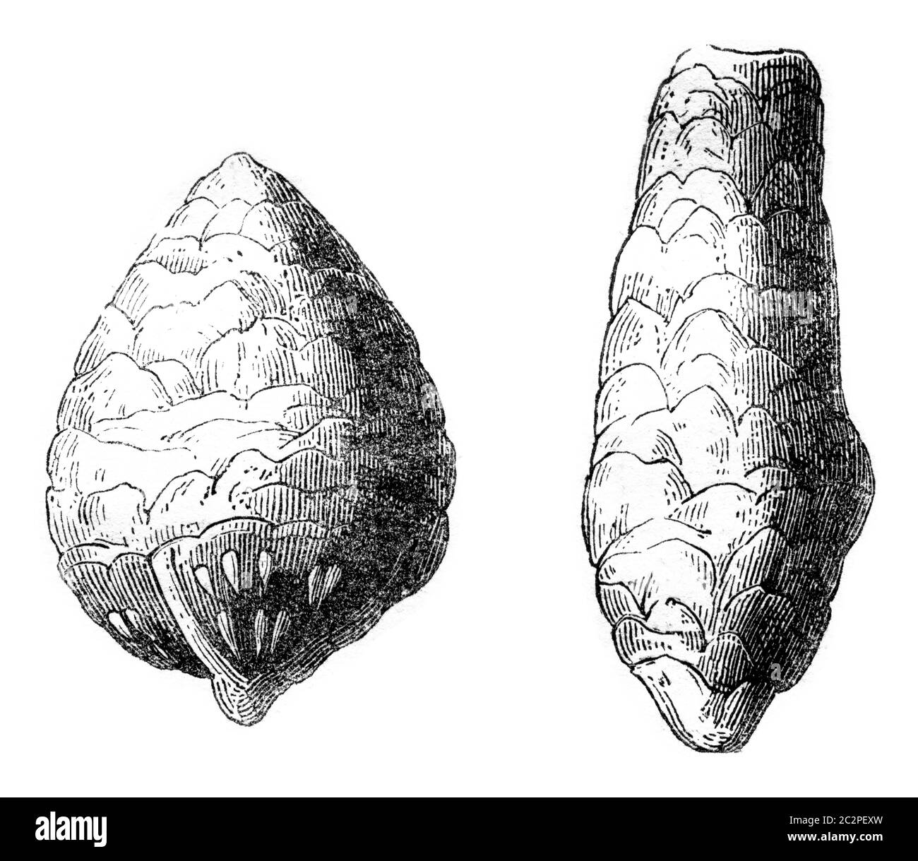 Copri Cut Out Stock Images & Pictures - Alamy